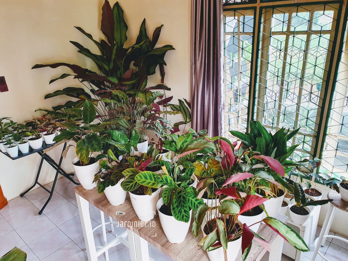 Marantaceae | Jardinier Indonesia