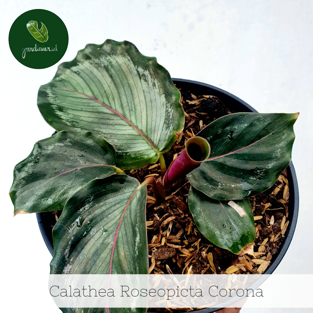 Calathea Roseopicta Corona – Jardinier Indonesia