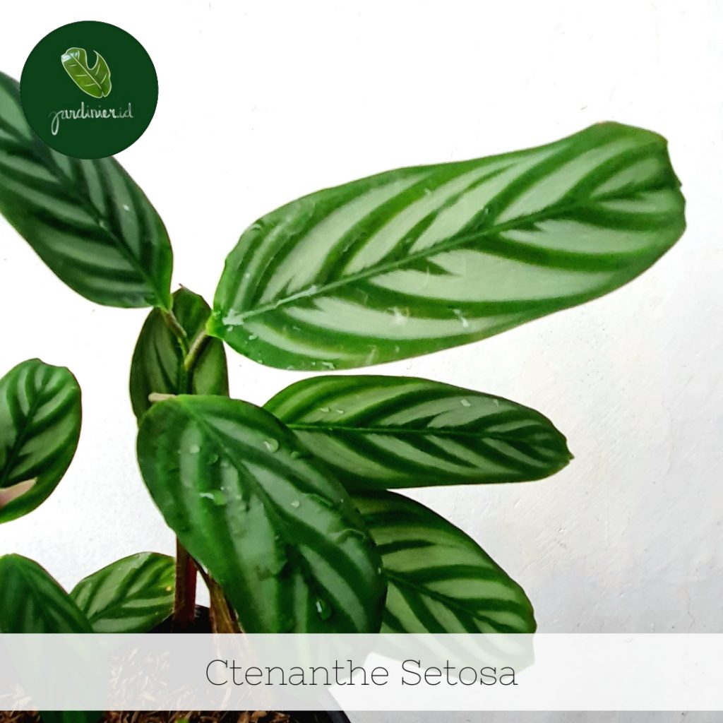 Ctenanthe Setosa – Jardinier Indonesia