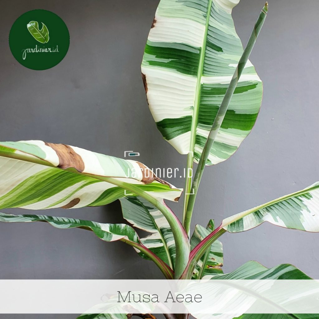 Musa Aeae – Jardinier Indonesia