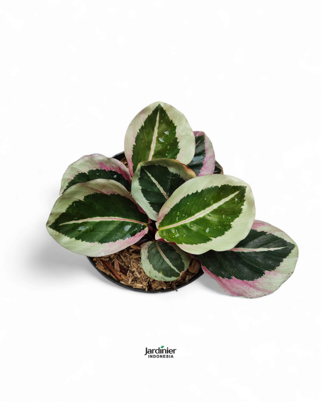 Calathea Roseopicta Cynthia – Jardinier Indonesia