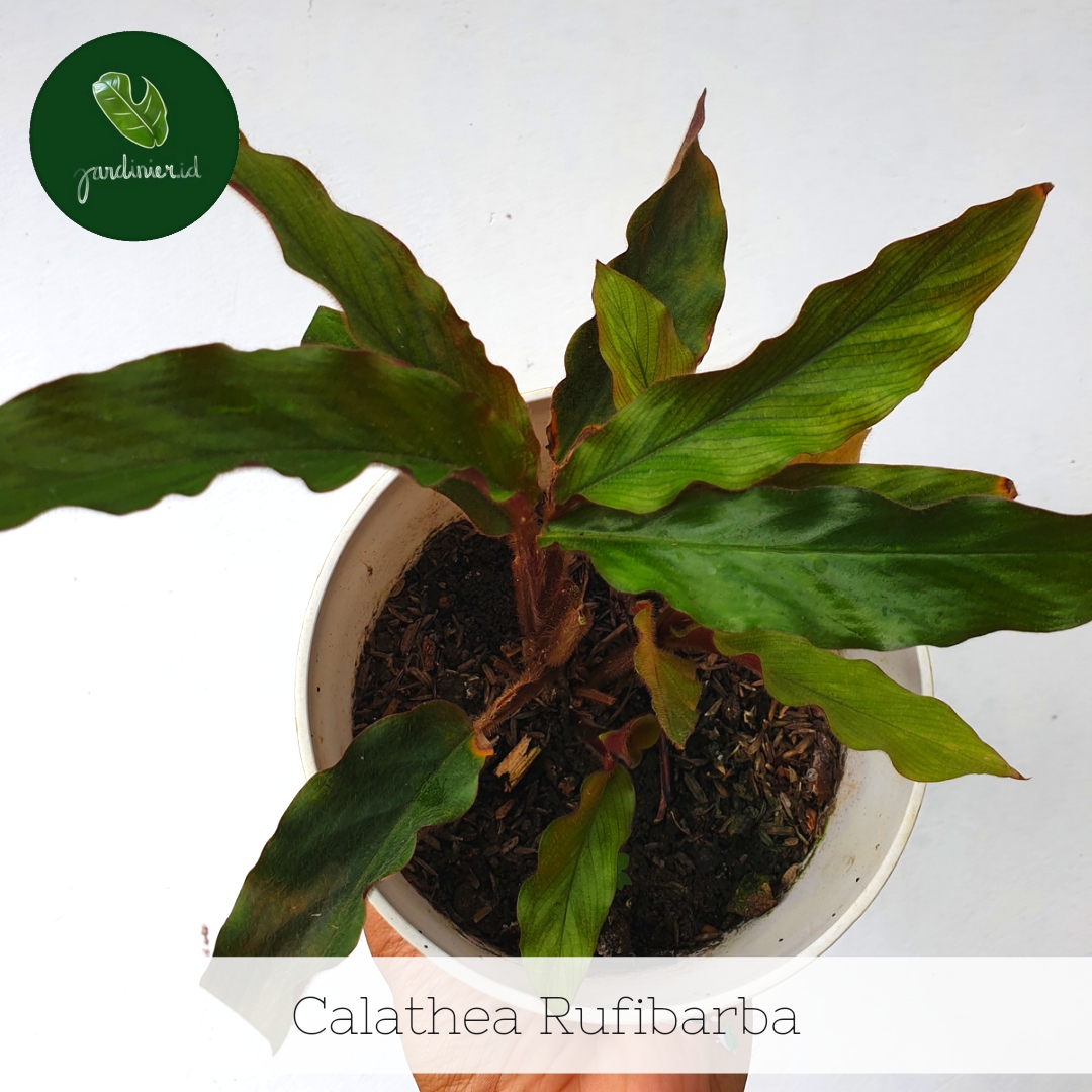 Calathea Rufibarba – Jardinier Indonesia