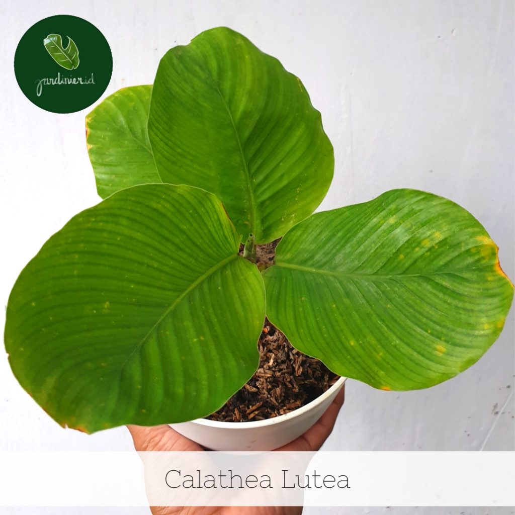 Calathea Lutea – Jardinier Indonesia