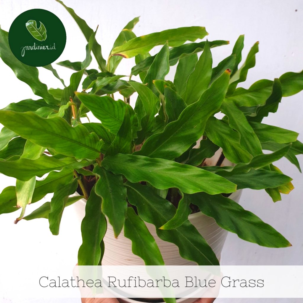 Calathea Rufibarba Blue Grass – Jardinier Indonesia