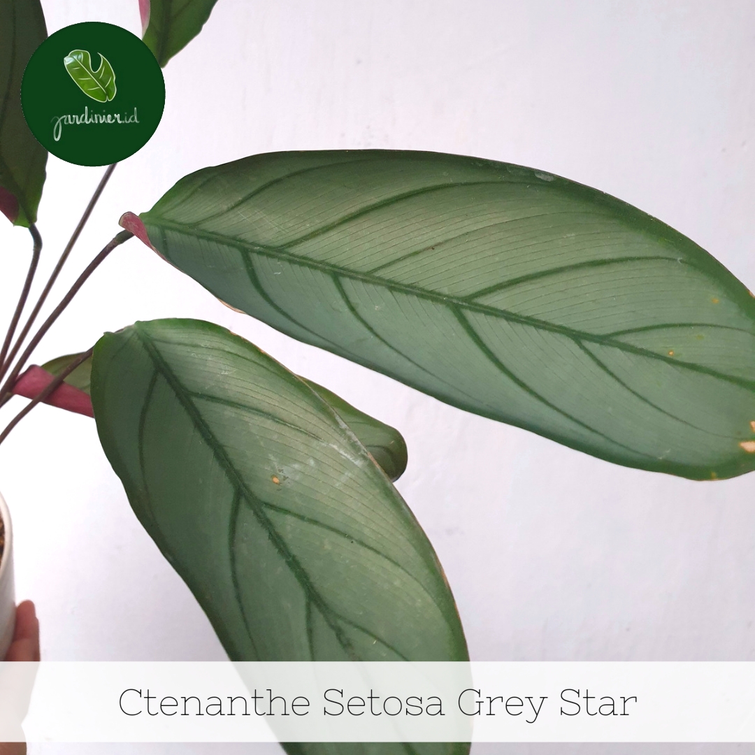 Ctenanthe Setosa Grey Star – Jardinier Indonesia
