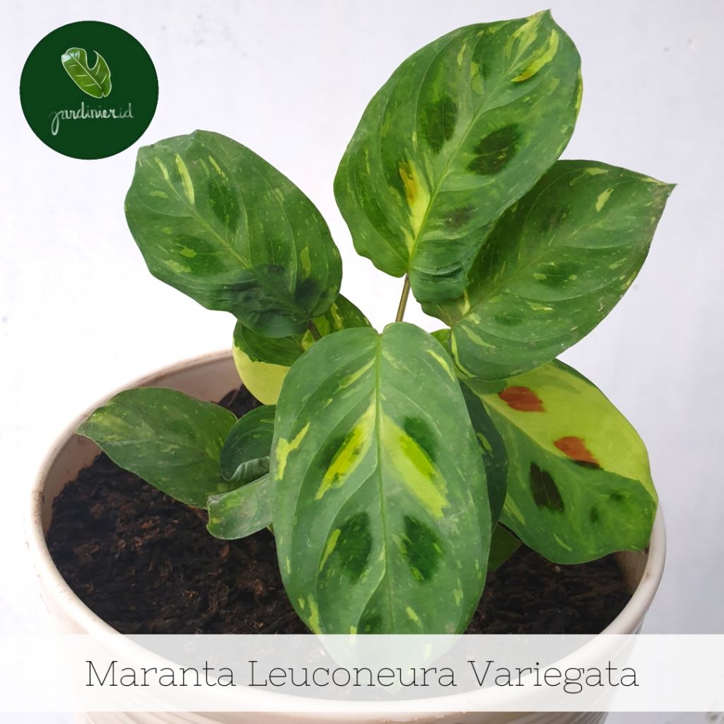Maranta Kerchoveana Variegata – Jardinier Indonesia