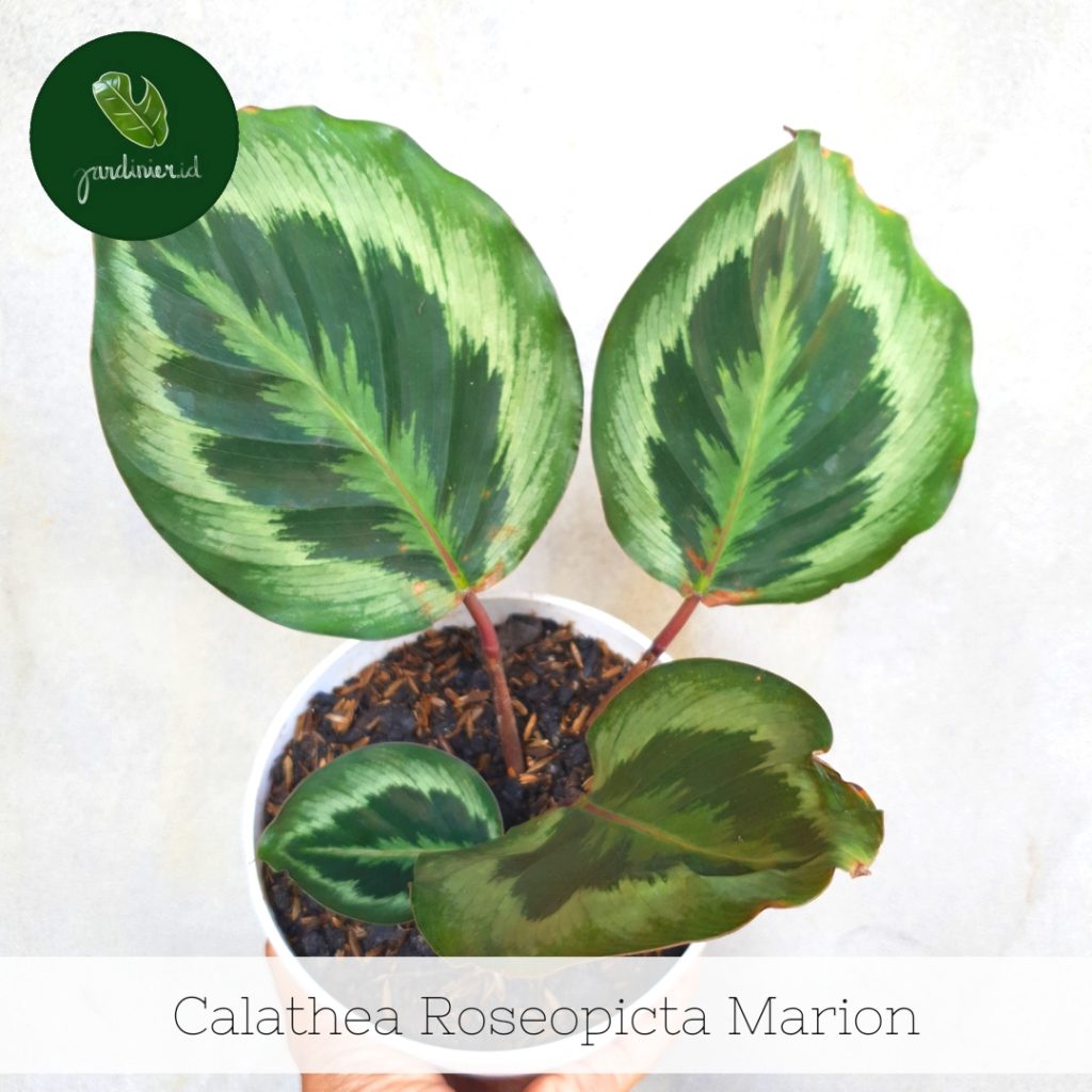 Jardinier Indonesia - Calathea Roseopicta Marion