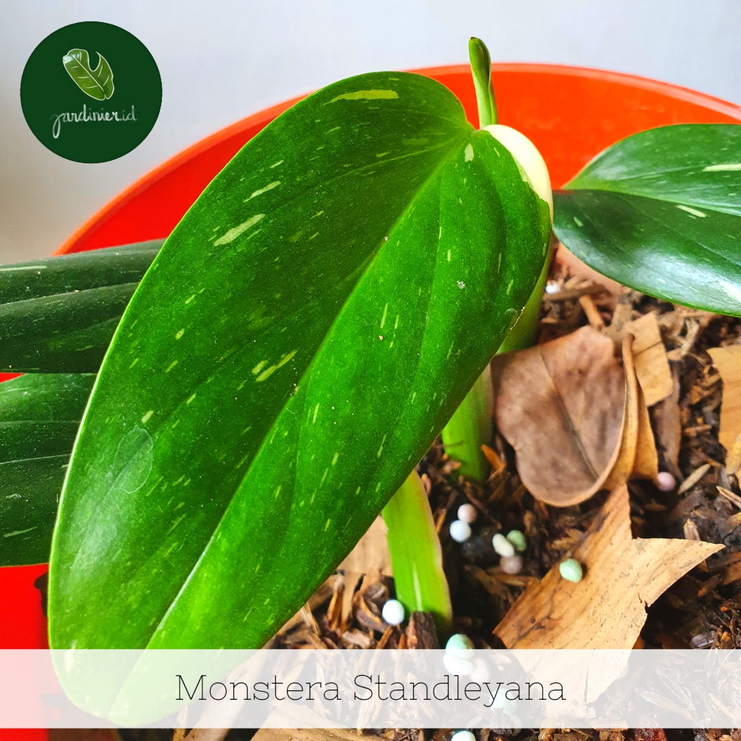 Monstera Standleyana – Jardinier Indonesia