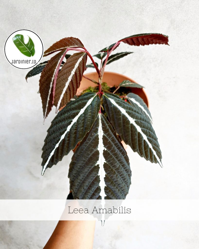Leea Amabilis – Jardinier Indonesia