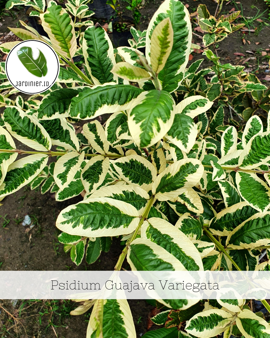 Psidium Guajava ‘Variegata’ / Variegated Guava – Jardinier Indonesia