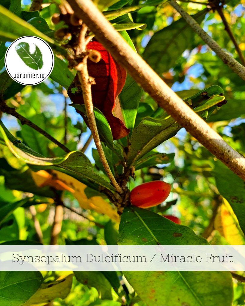 Synsepalum Dulcificum / Miracle Fruit | Jardinier Indonesia
