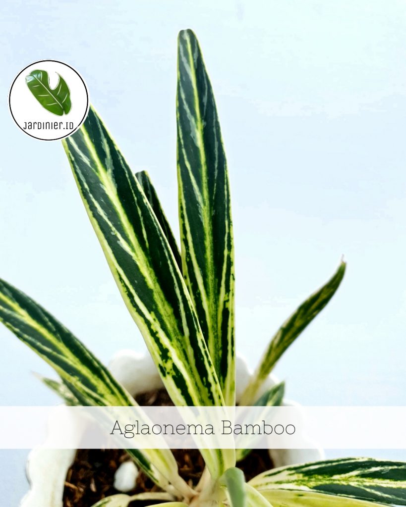 Aglaonema Bamboo – Jardinier Indonesia