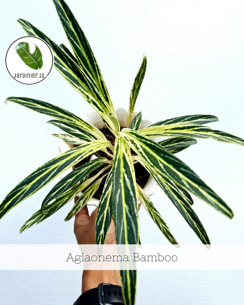 Aglaonema Bamboo – Jardinier Indonesia