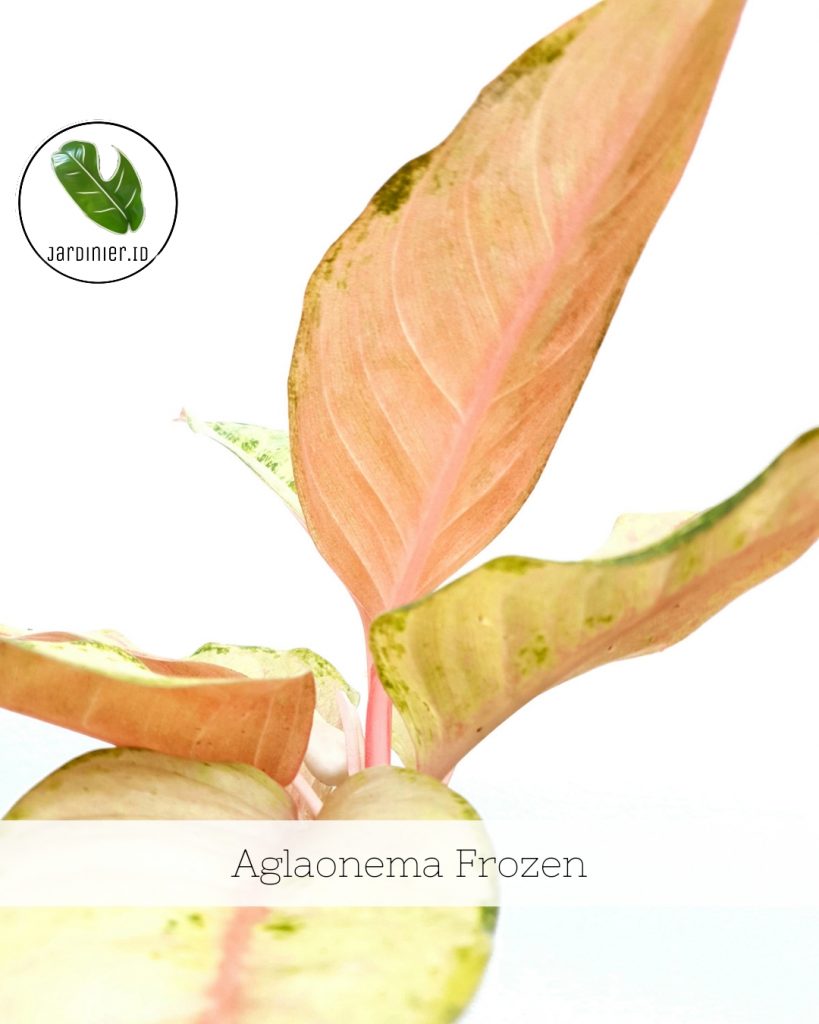 Aglaonema Frozen – Jardinier Indonesia