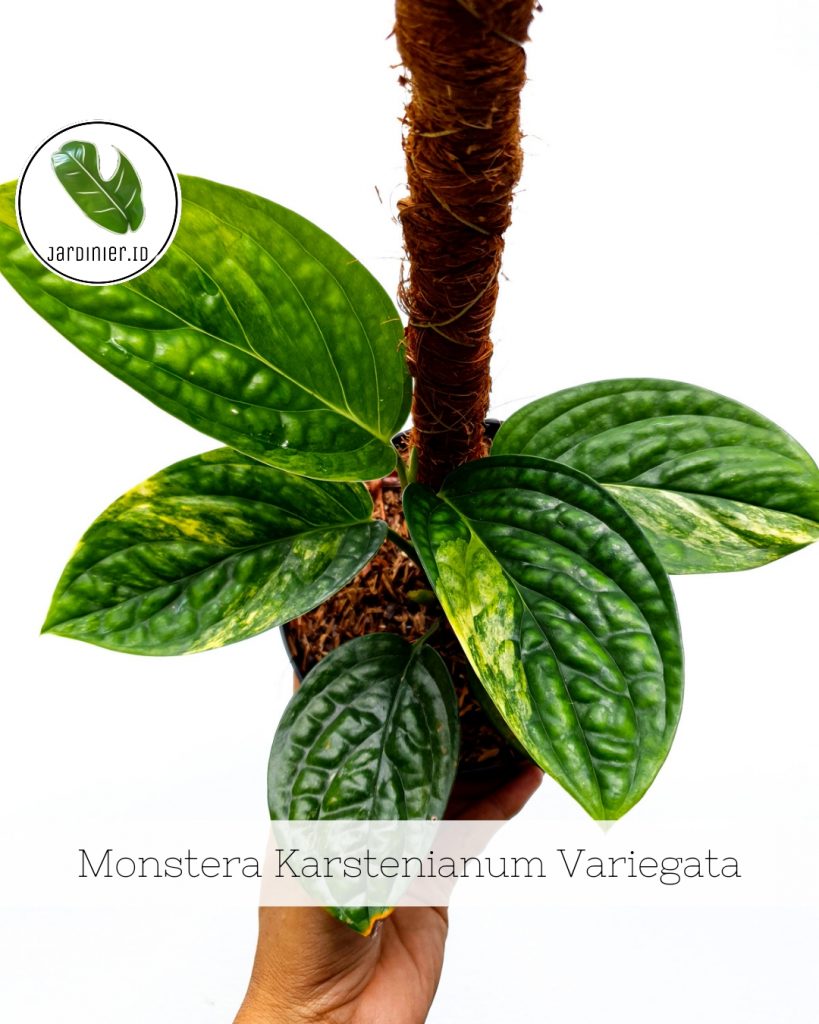 Monstera Karstenianum Variegata – Jardinier Indonesia