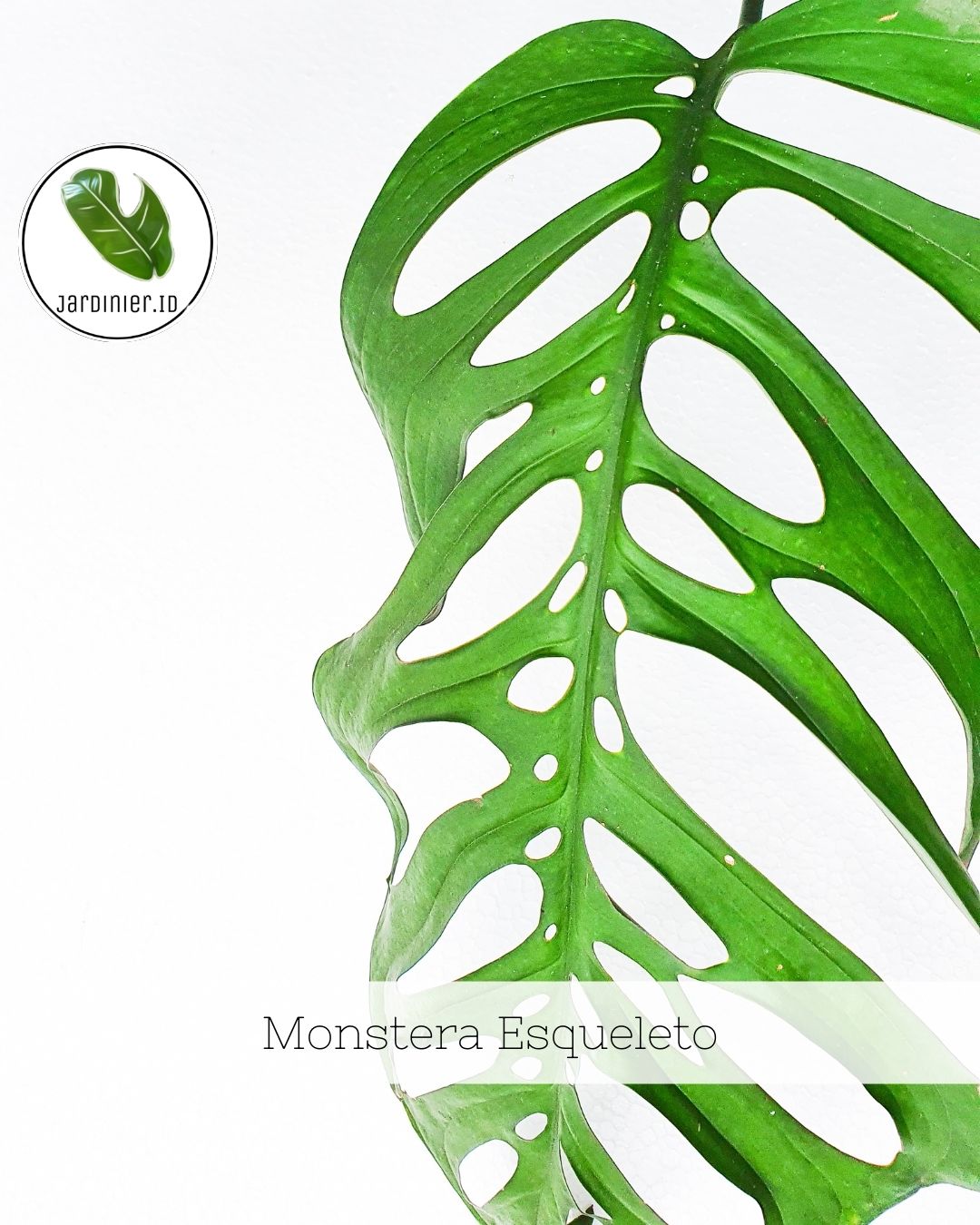 Monstera Esqueleto | Jardinier Indonesia