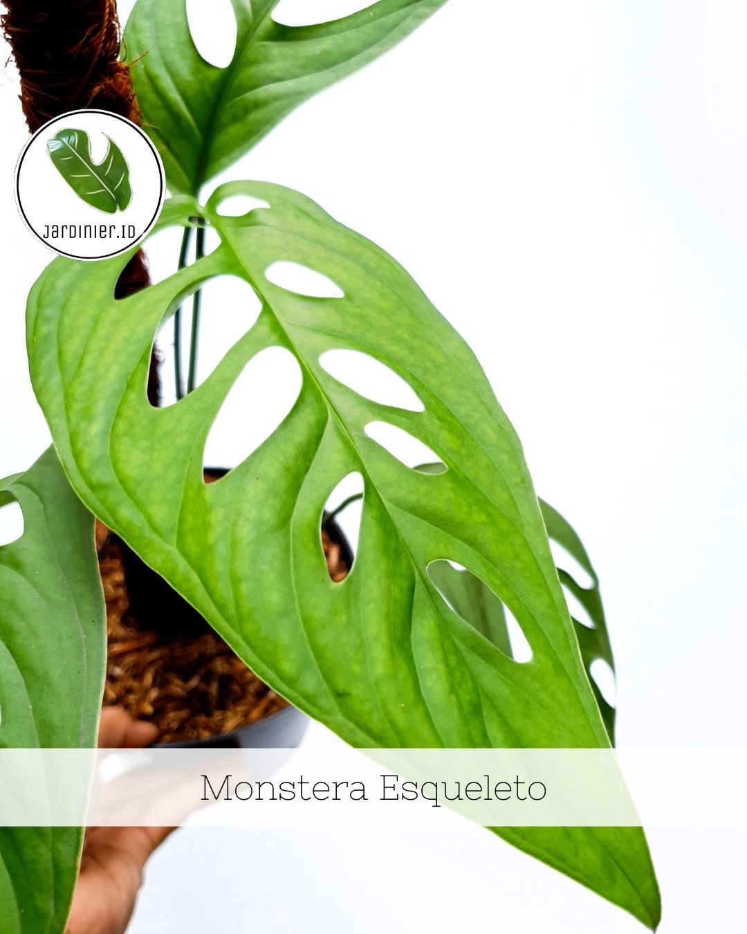 Monstera Esqueleto | Jardinier Indonesia