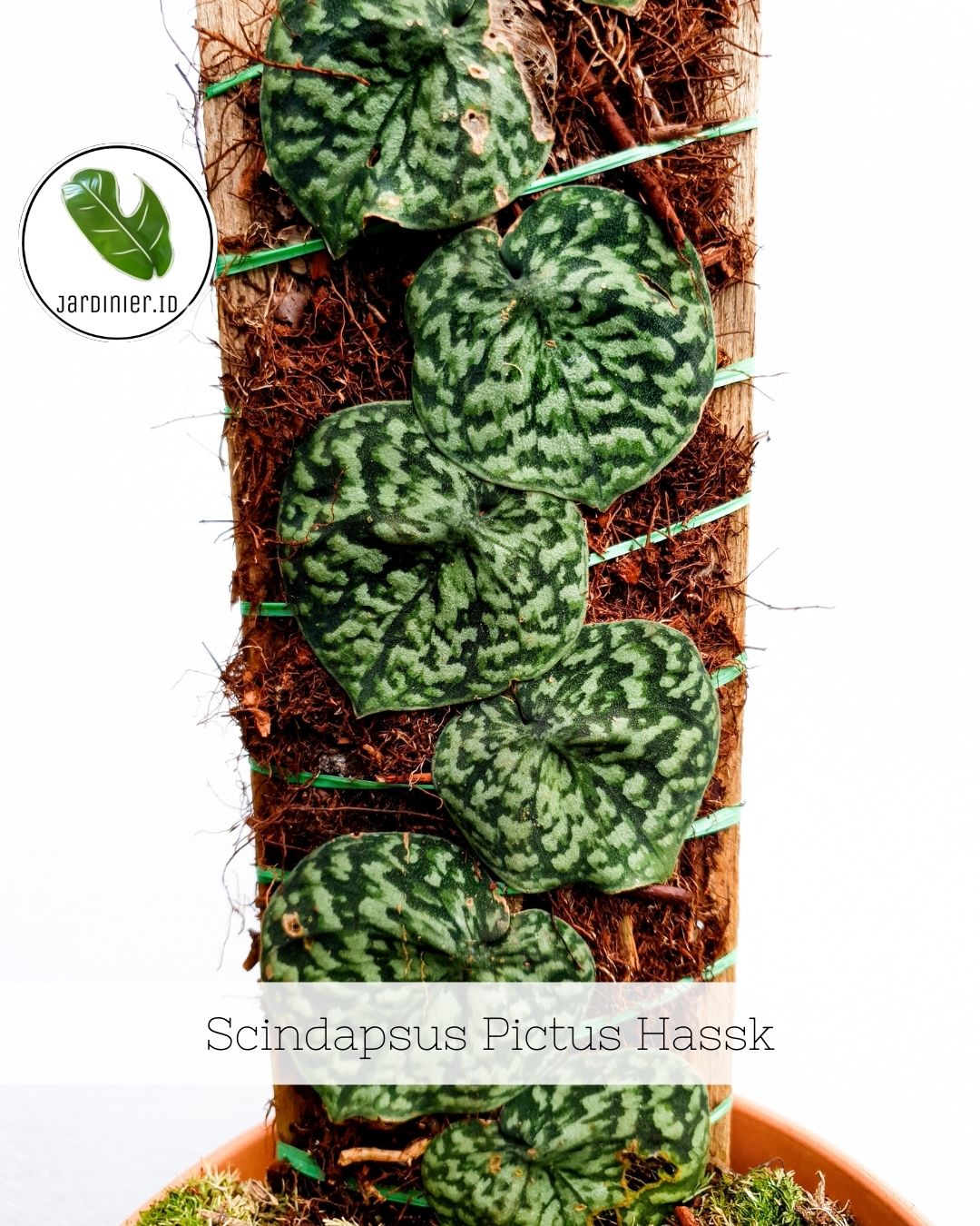 Scindapsus Pictus Hassk – Jardinier Indonesia