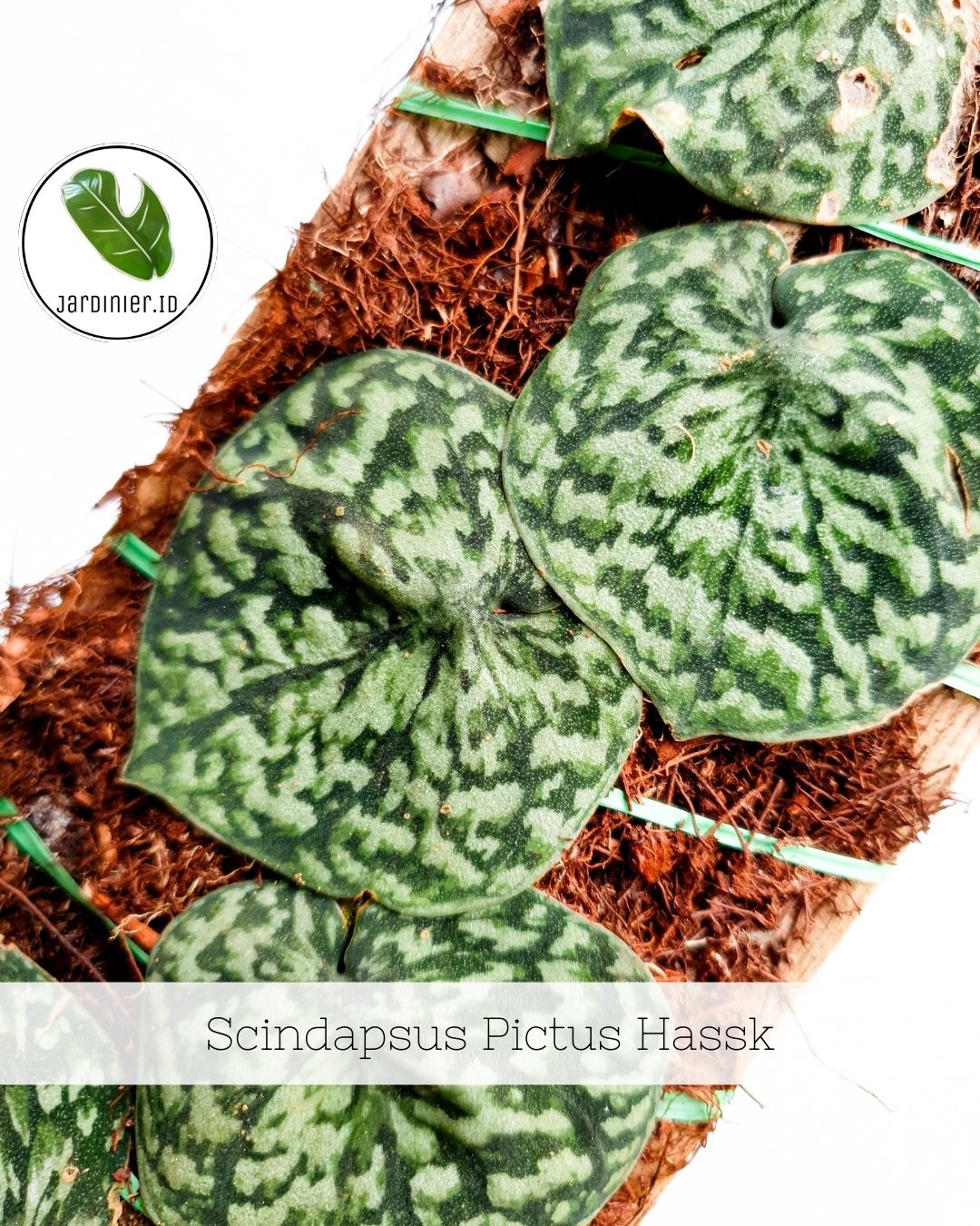 Scindapsus Pictus Hassk – Jardinier Indonesia