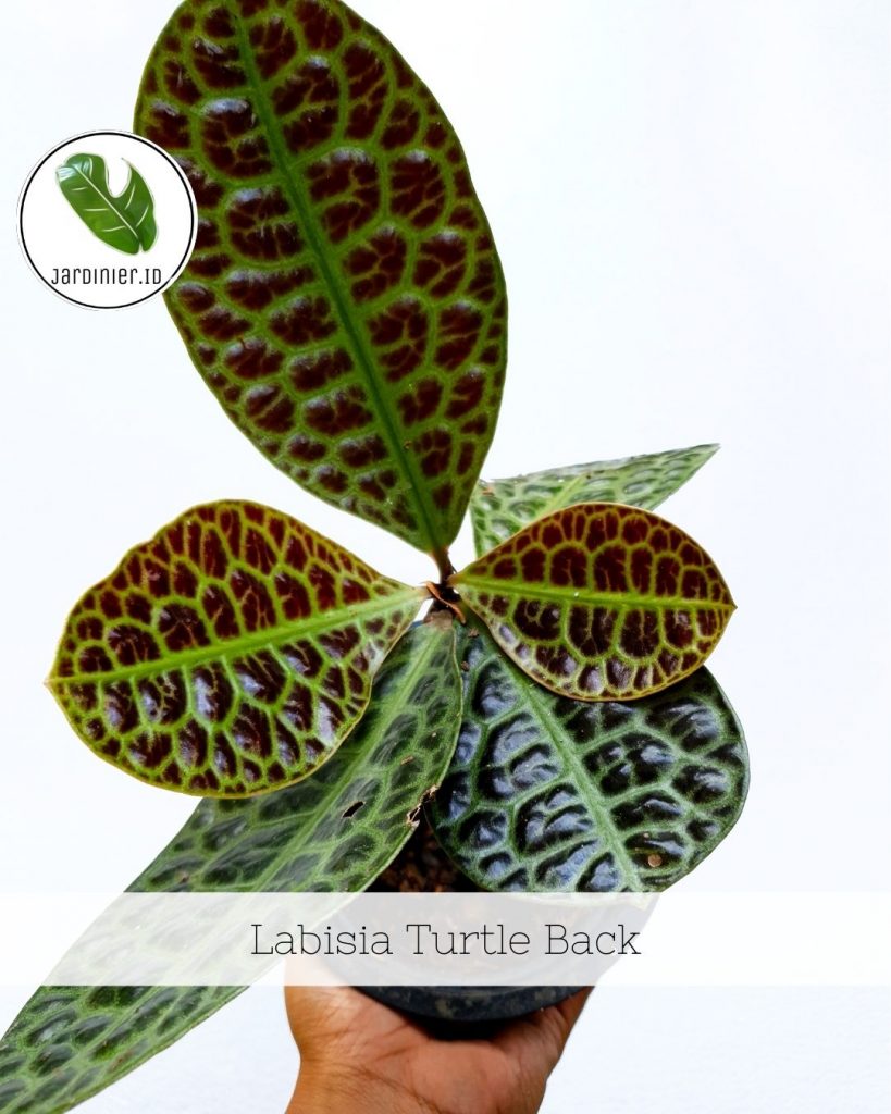Labisia Turtle Back – Jardinier Indonesia