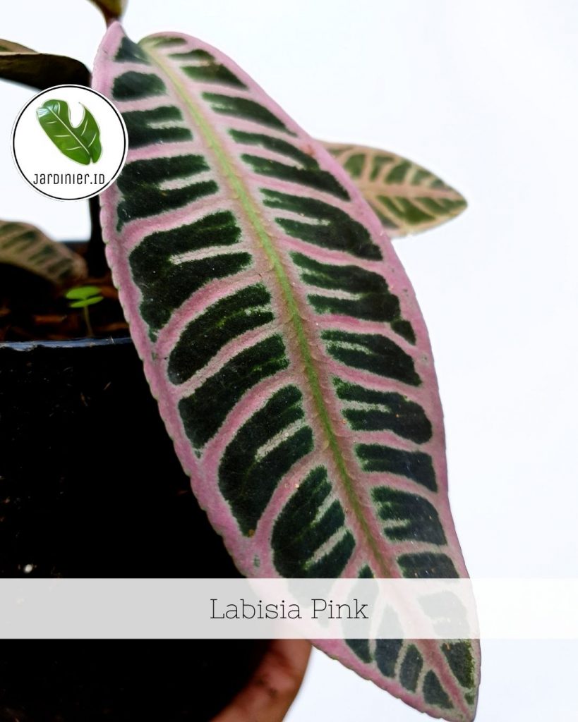 Labisia Pink | Jardinier Indonesia