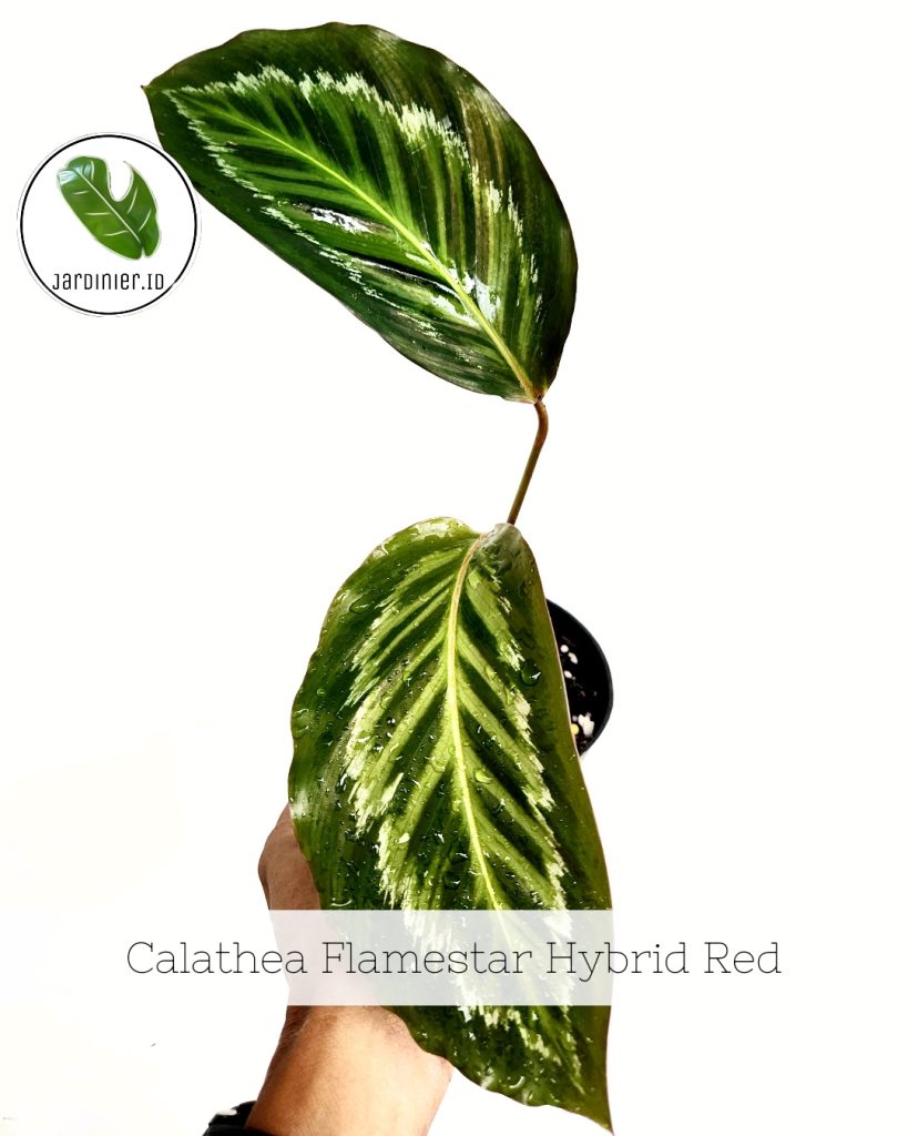 Calathea Flamestar Red Stem – Jardinier Indonesia