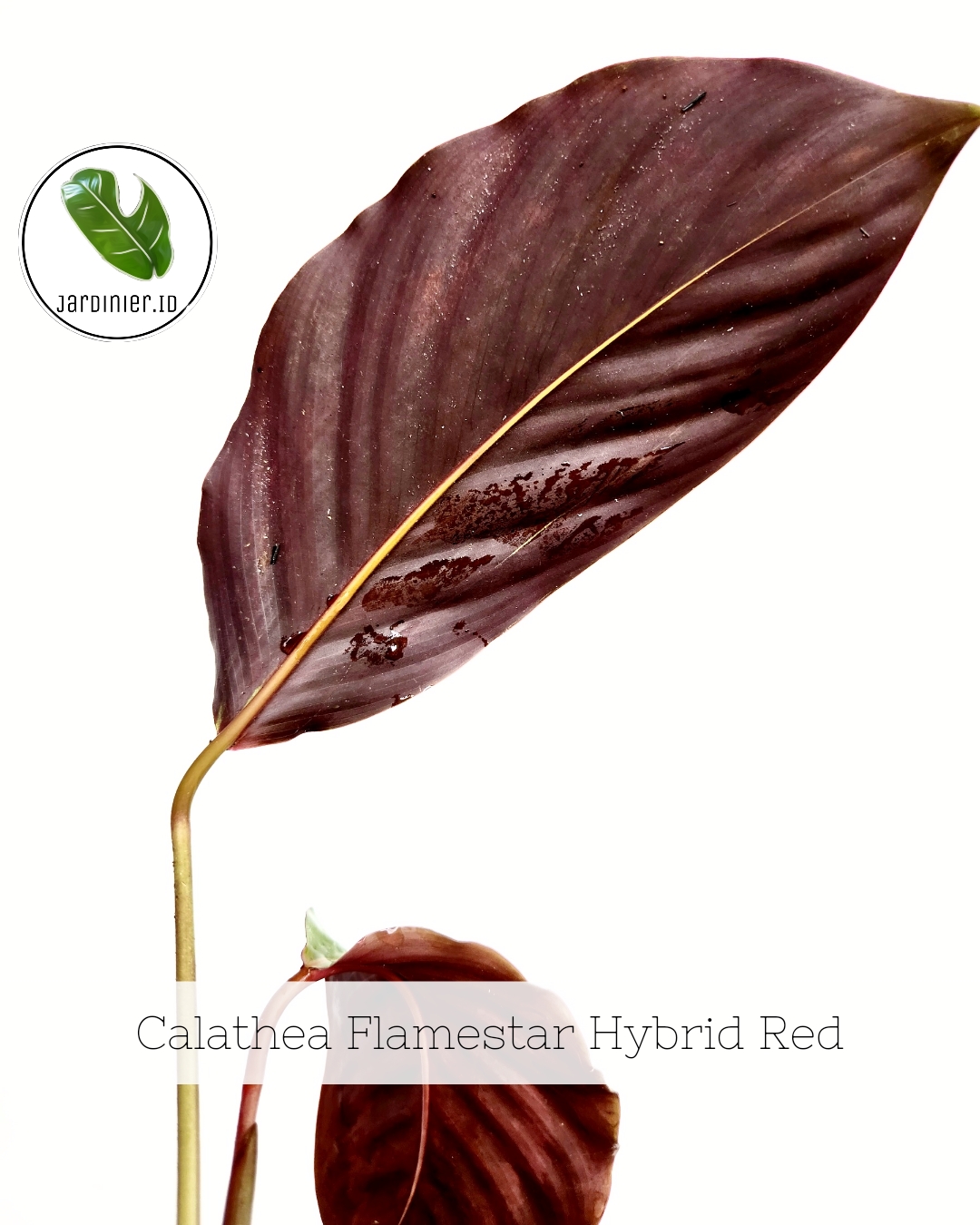 Calathea Flamestar Red Stem – Jardinier Indonesia
