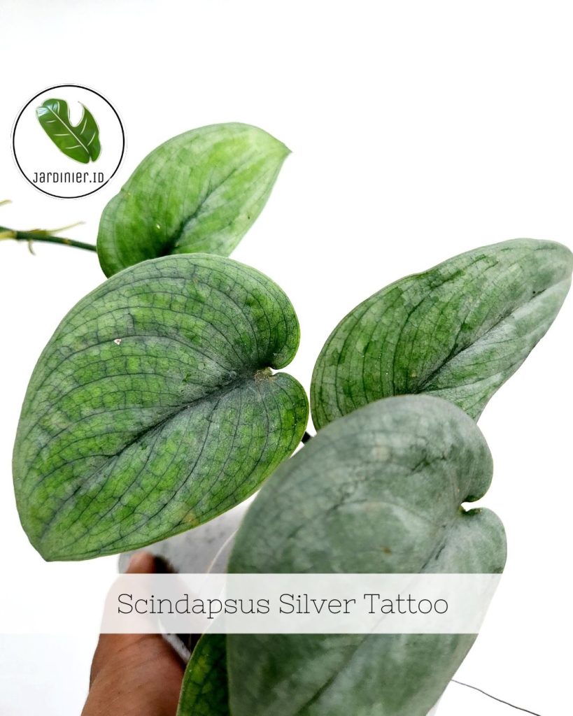 Scindapsus Silver Tattoo | Jardinier Indonesia
