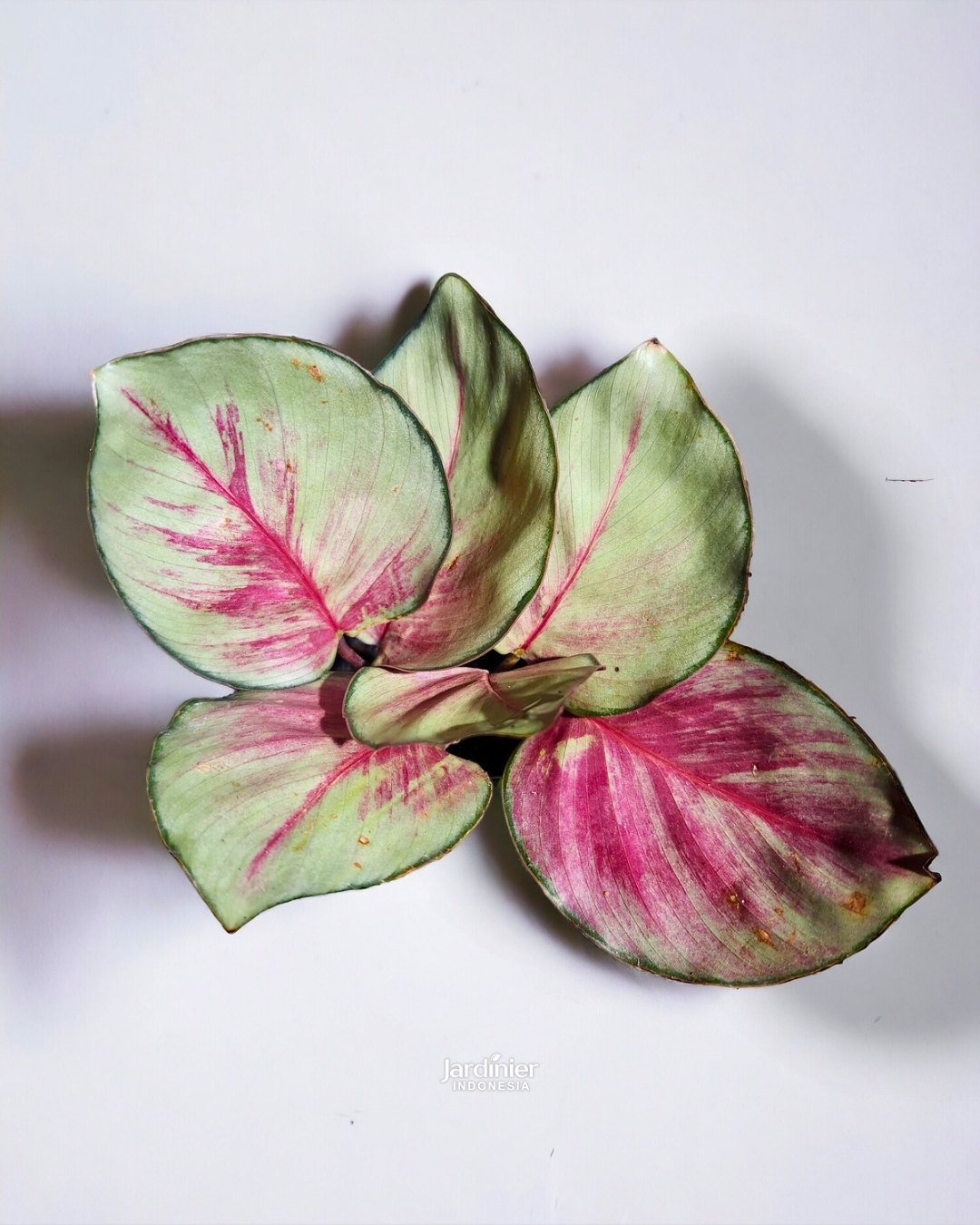 Calathea Sexy Pink – Jardinier Indonesia