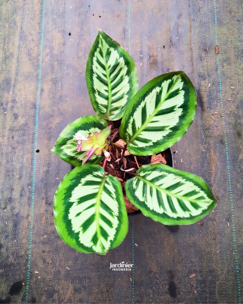 Calathea x Cora – Jardinier Indonesia