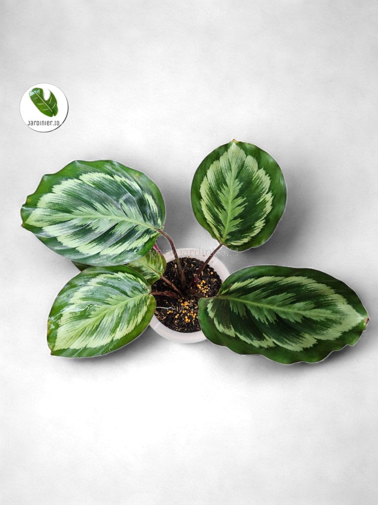 Calathea Misty – Jardinier Indonesia