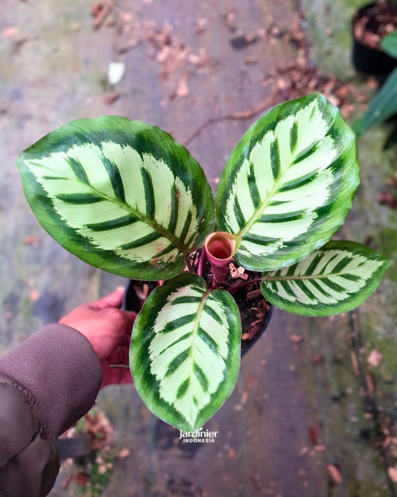Calathea x Cora – Jardinier Indonesia