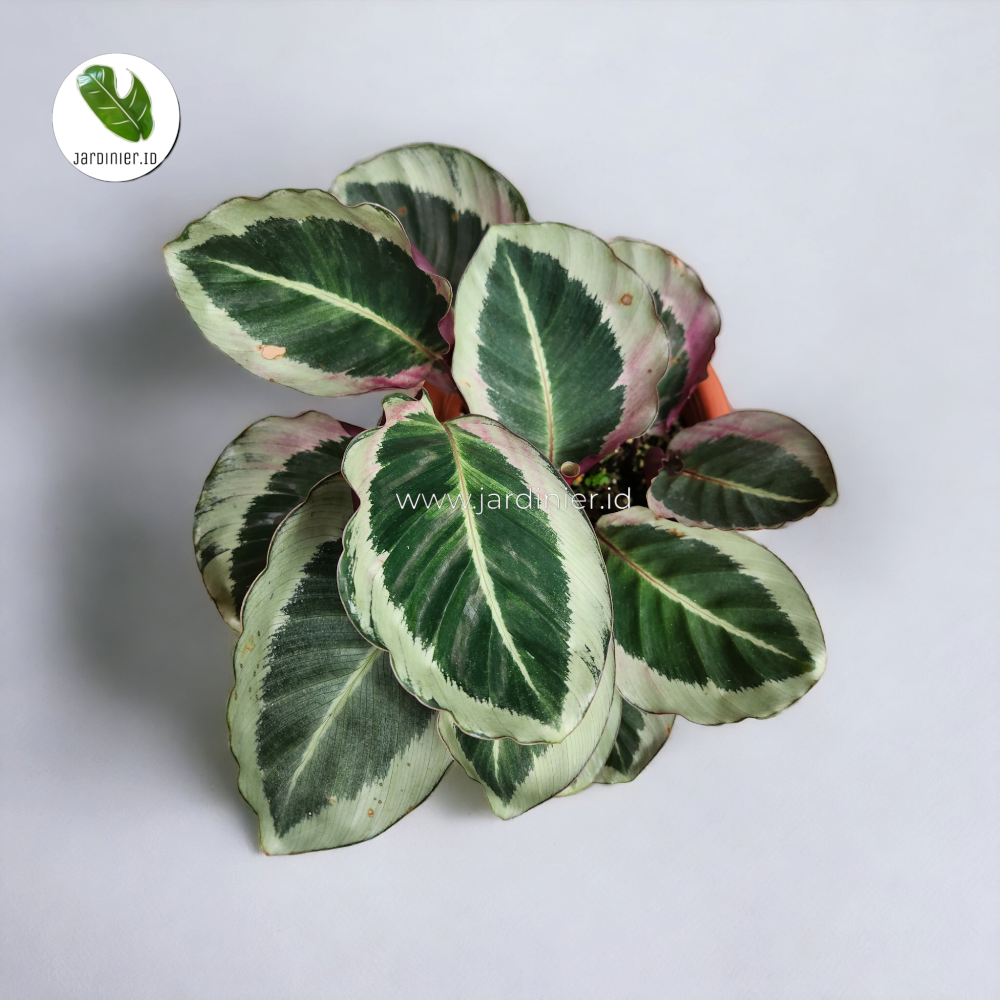 Calathea Roseopicta Cynthia – Jardinier Indonesia