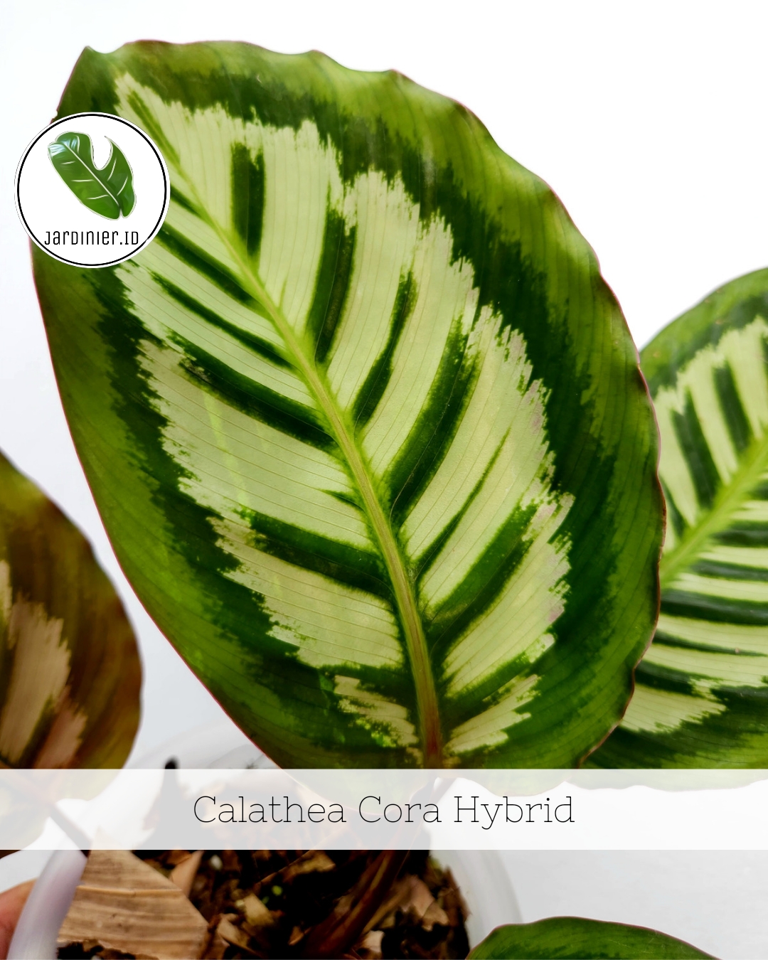 Calathea x Cora – Jardinier Indonesia