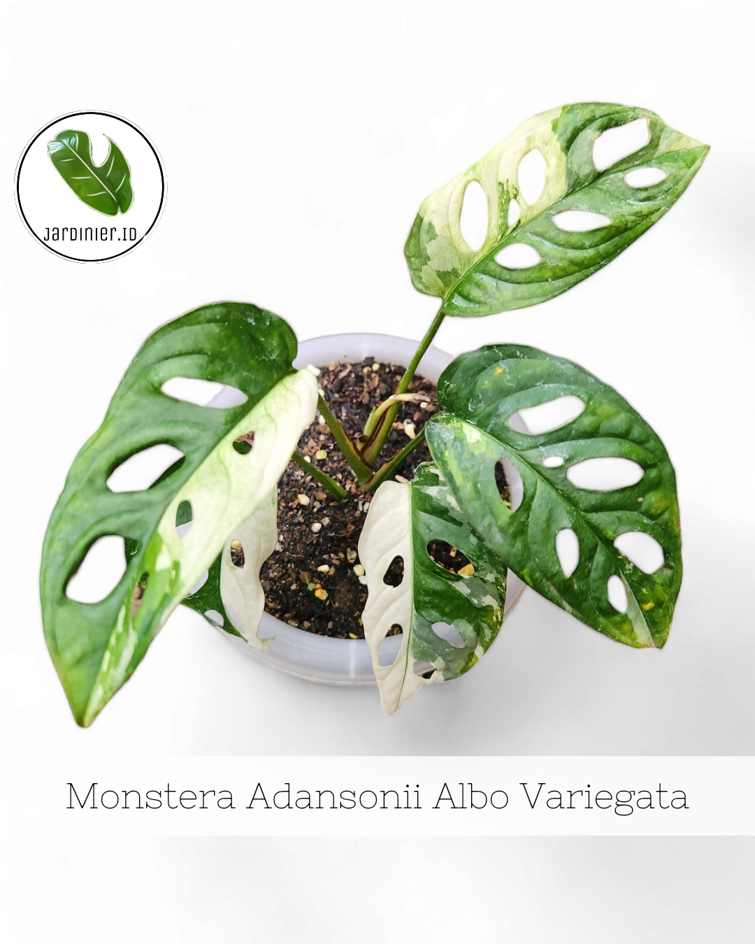 Monstera Adansonii Albo Variegata – Jardinier Indonesia