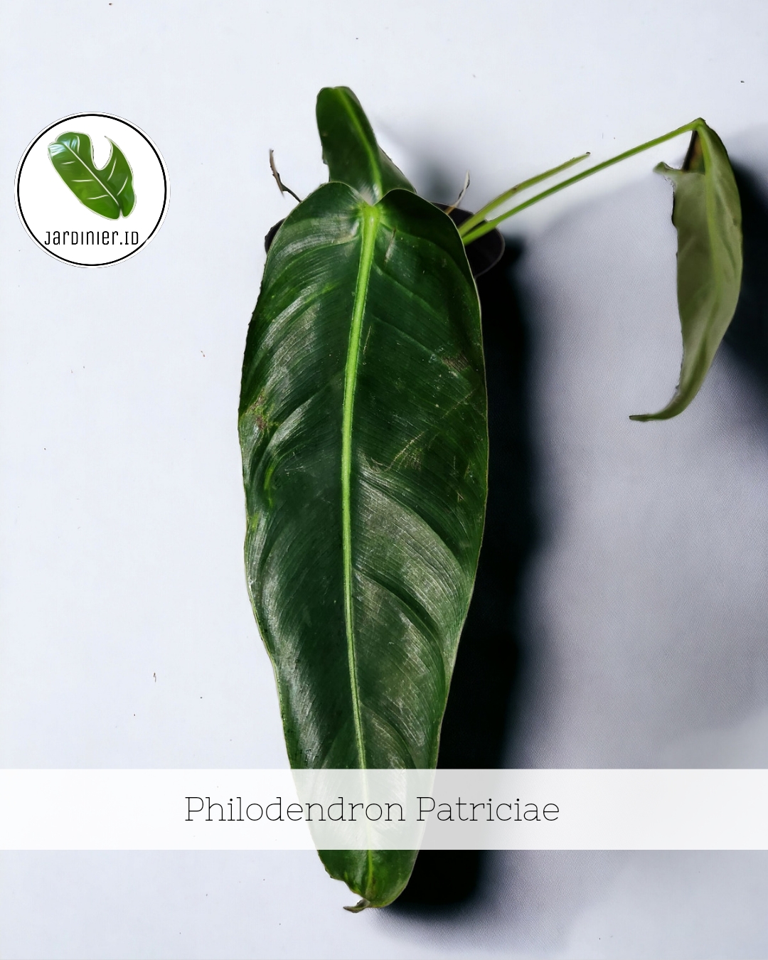 Philodendron Patriciae – Jardinier Indonesia