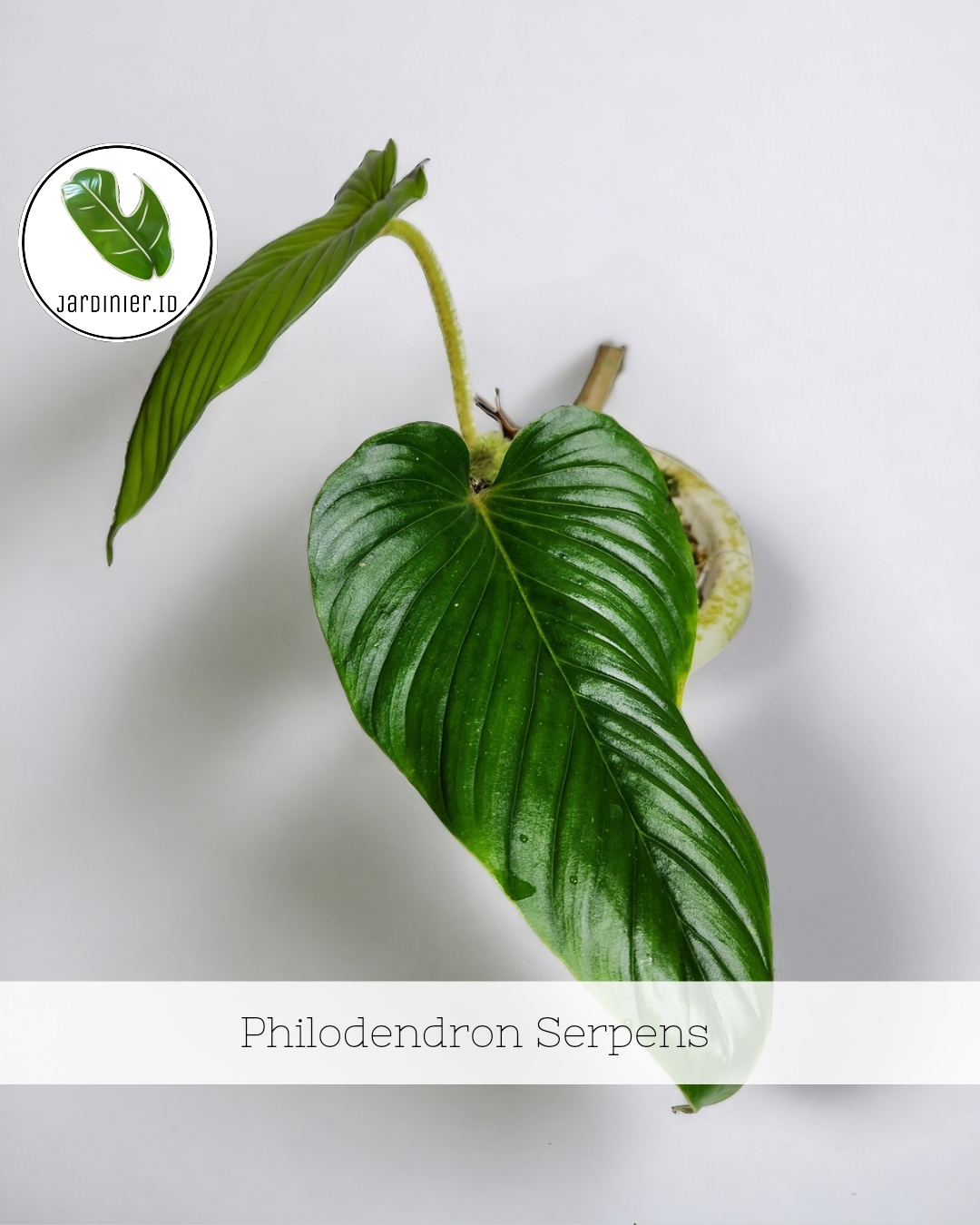 Philodendron Serpens – Jardinier Indonesia