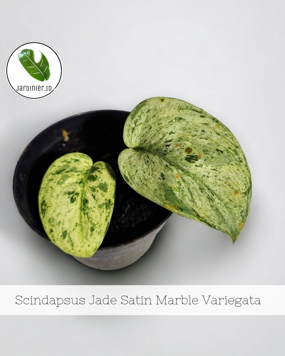 Scindapsus Jade Satin Marble Variegata – Jardinier Indonesia
