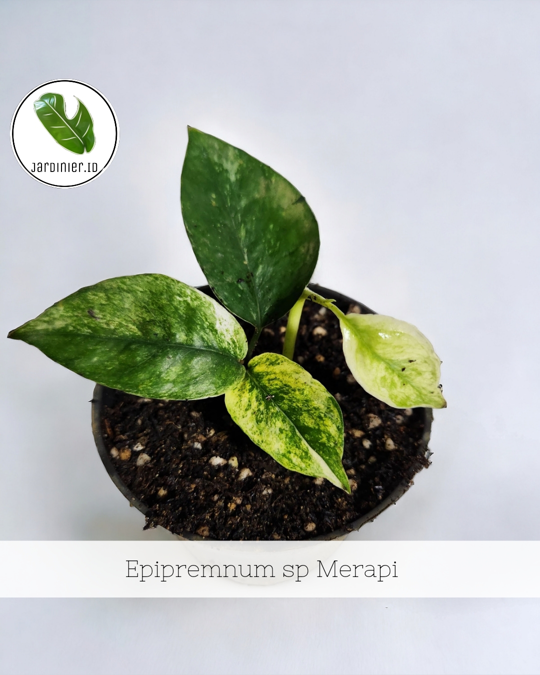 Epipremnum sp Merapi Variegata – Jardinier Indonesia