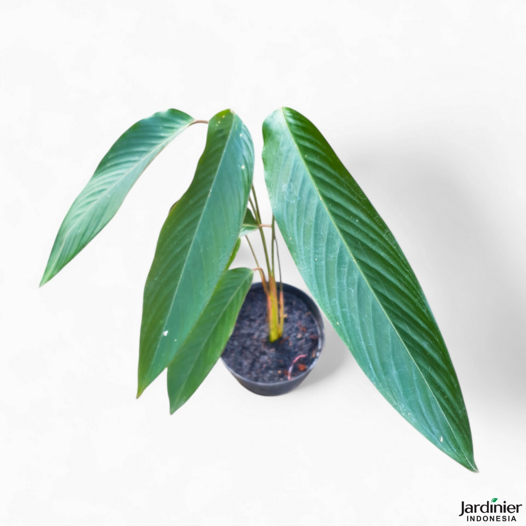 Pleiostachya Pruinosa | Jardinier Indonesia