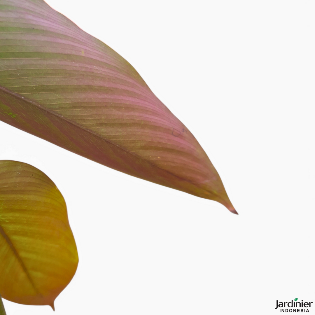 Pleiostachya Pruinosa | Jardinier Indonesia