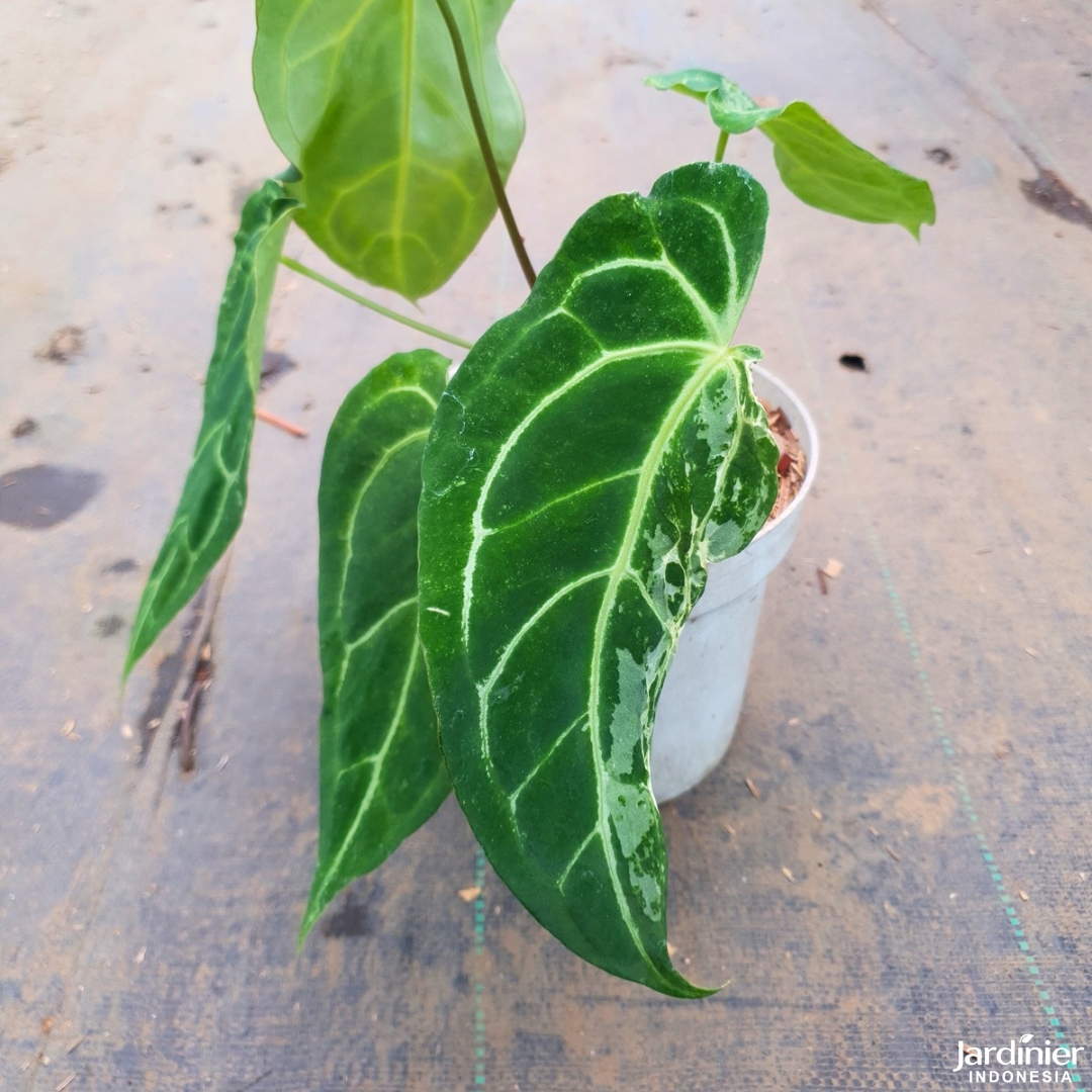 Anthurium x Crystallinum Variegata – Jardinier Indonesia