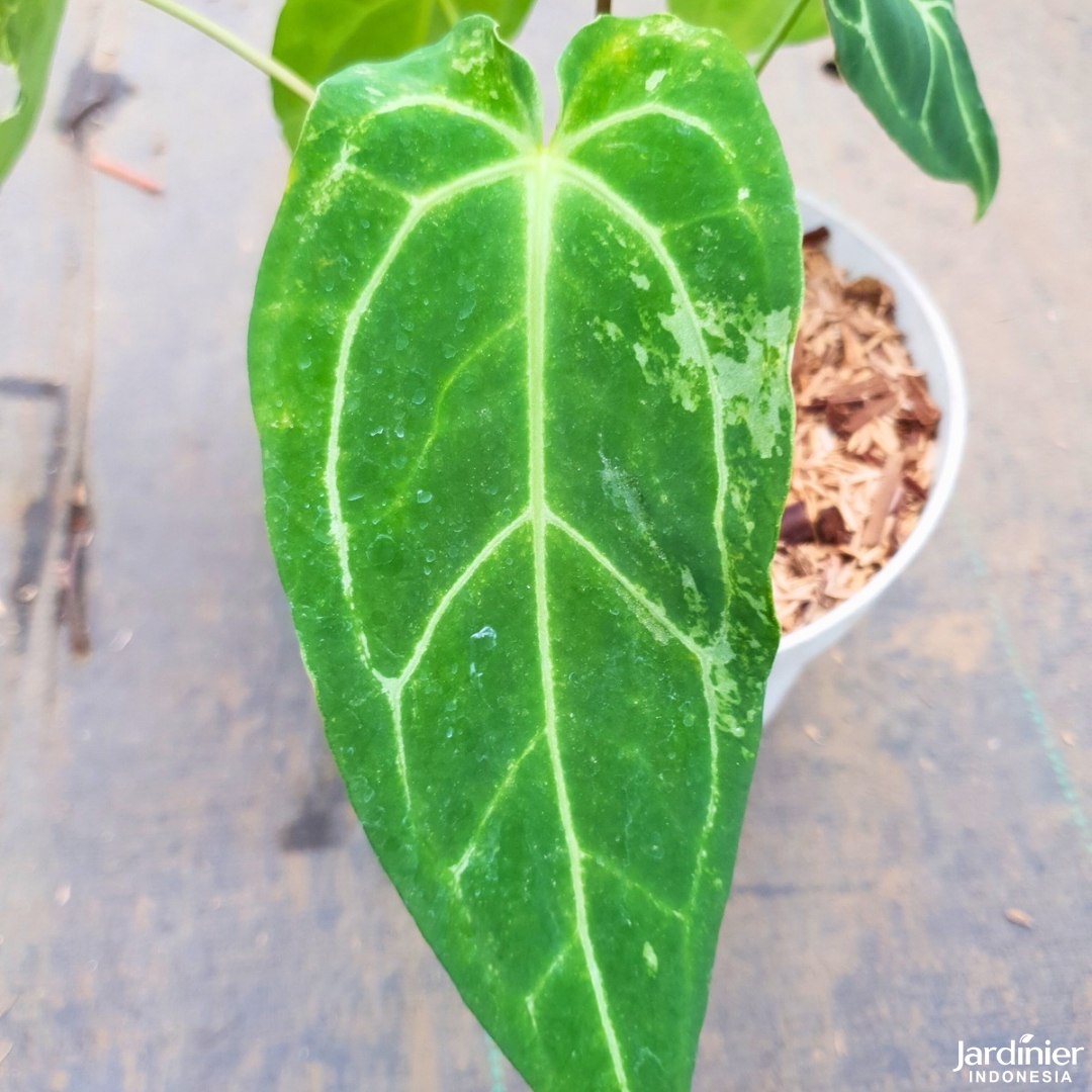 Anthurium x Crystallinum Variegata – Jardinier Indonesia