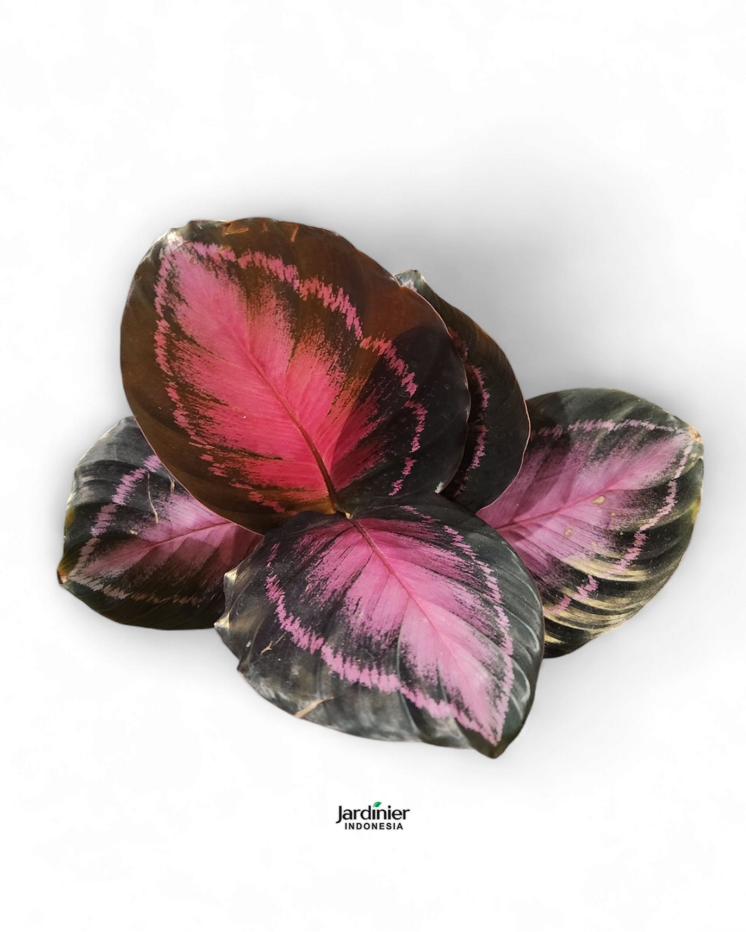 Calathea Roseopicta X – Jardinier Indonesia