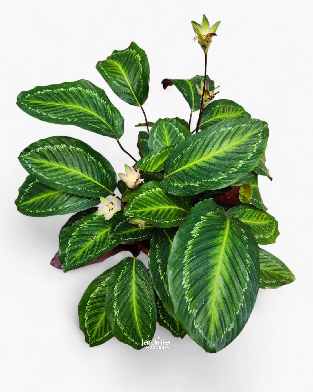 Calathea White Mamba – Jardinier Indonesia