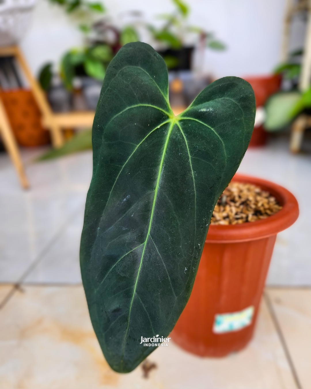 Anthurium Blue Papillilaminum – Jardinier Indonesia
