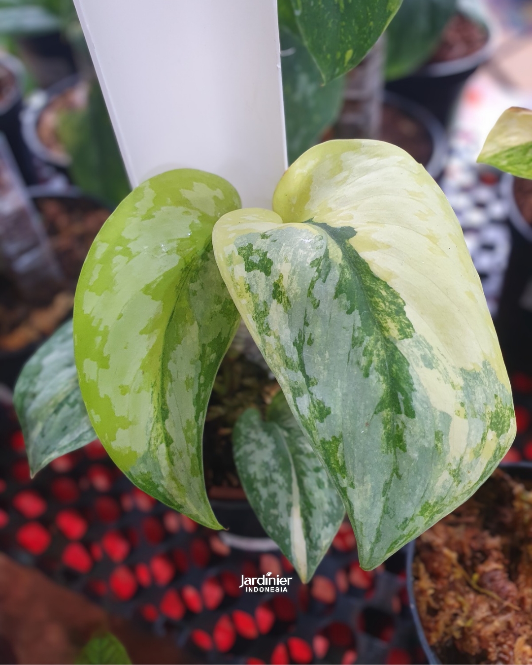 Scindapsus Prabu | Rare Tri-Color King Scindapsus | Jardinier.id