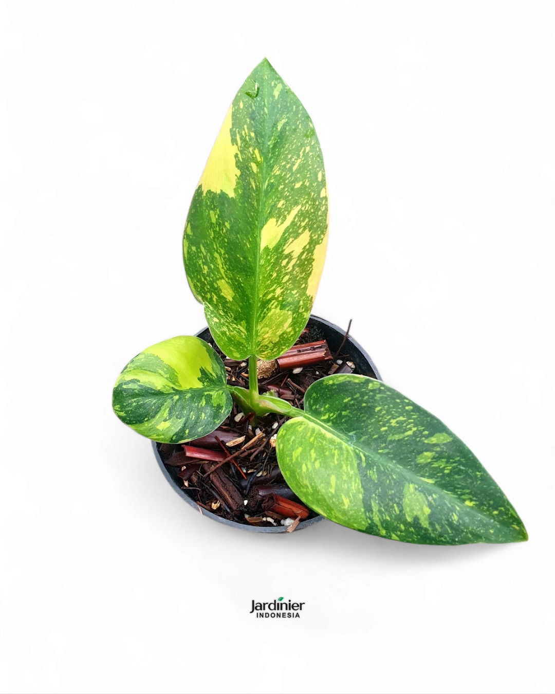 Philodendron Green Congo Variegata – Jardinier Indonesia