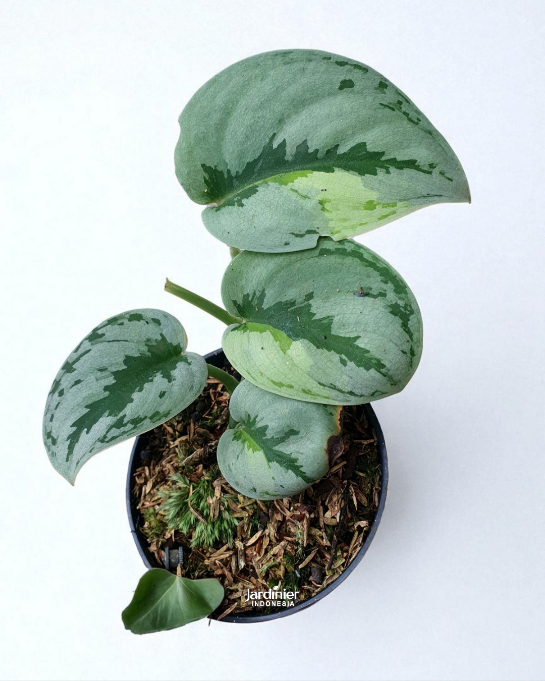 Scindapsus Yupa – Jardinier Indonesia