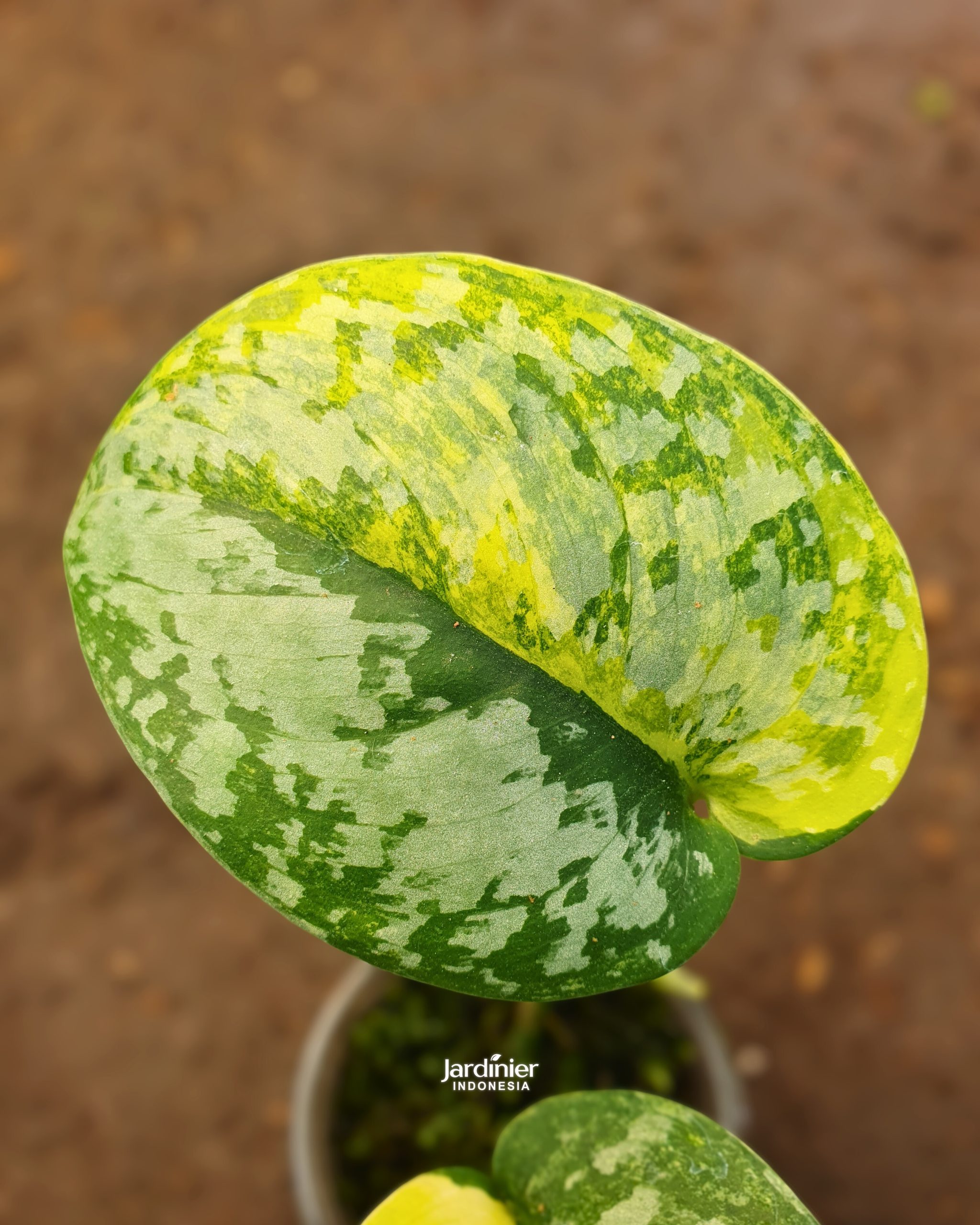 Scindapsus Prabu | Rare Tri-Color King Scindapsus | Jardinier.id